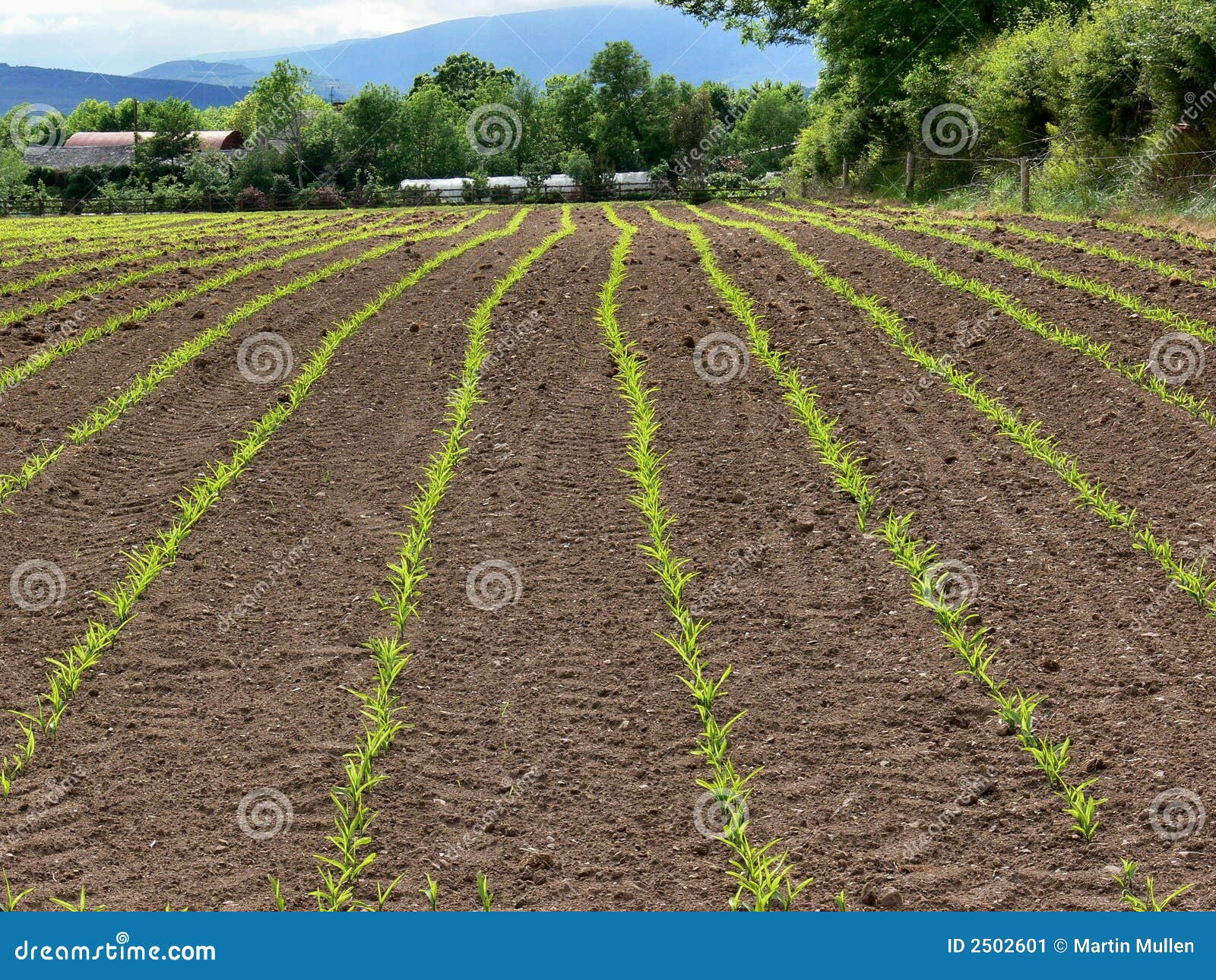 Corn crop field stock image. Image of ireland, maize, crop - 2502601