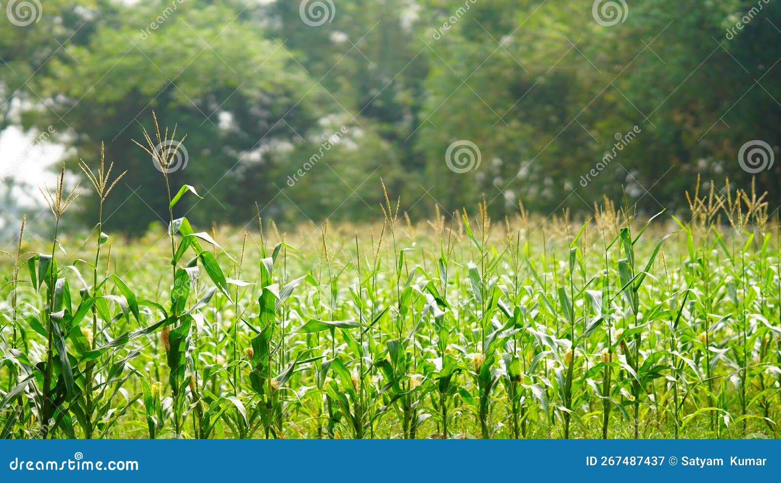 Corn Crop in the Field Beautiful Image Stock Image - Image of plant ...