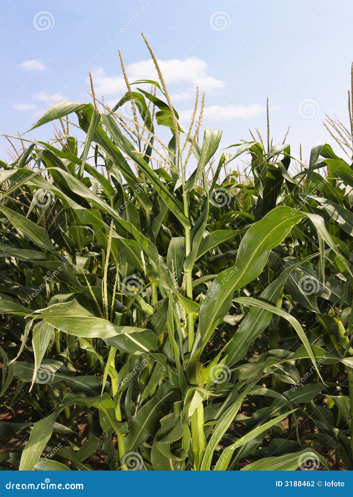 Corn crop field. stock photo. Image of farm, color, agriculture - 3188462
