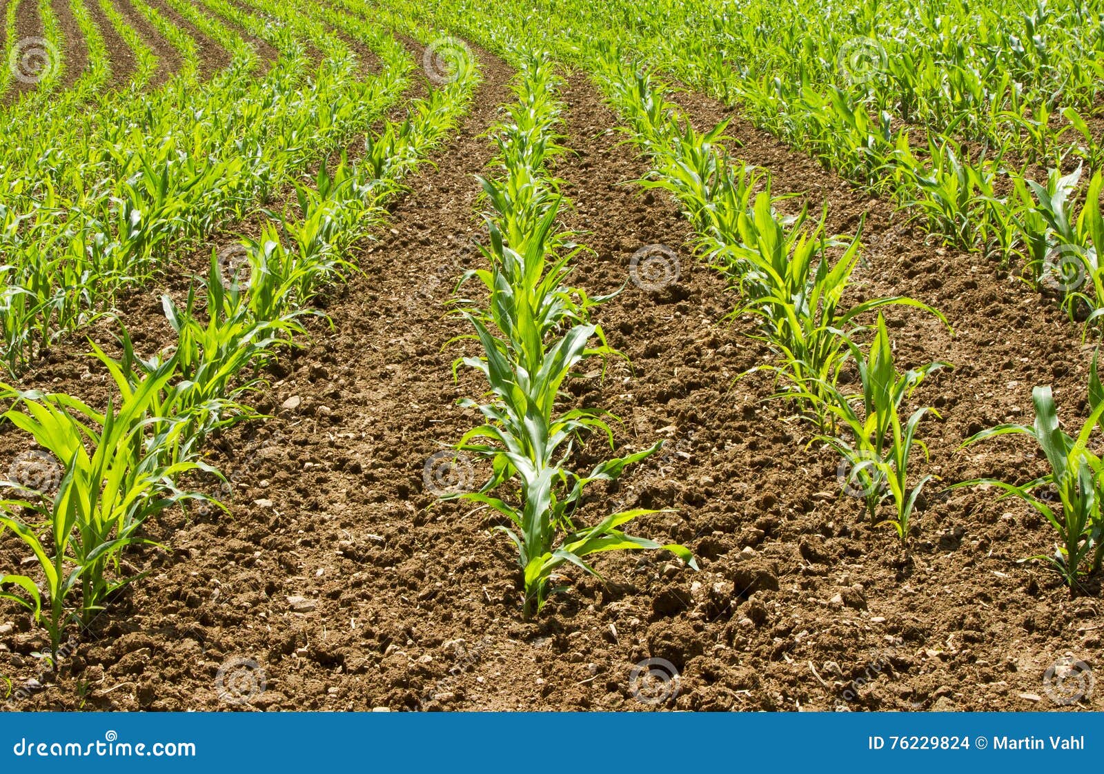 Corn Crop Field stock photo. Image of scene, harvesting - 76229824