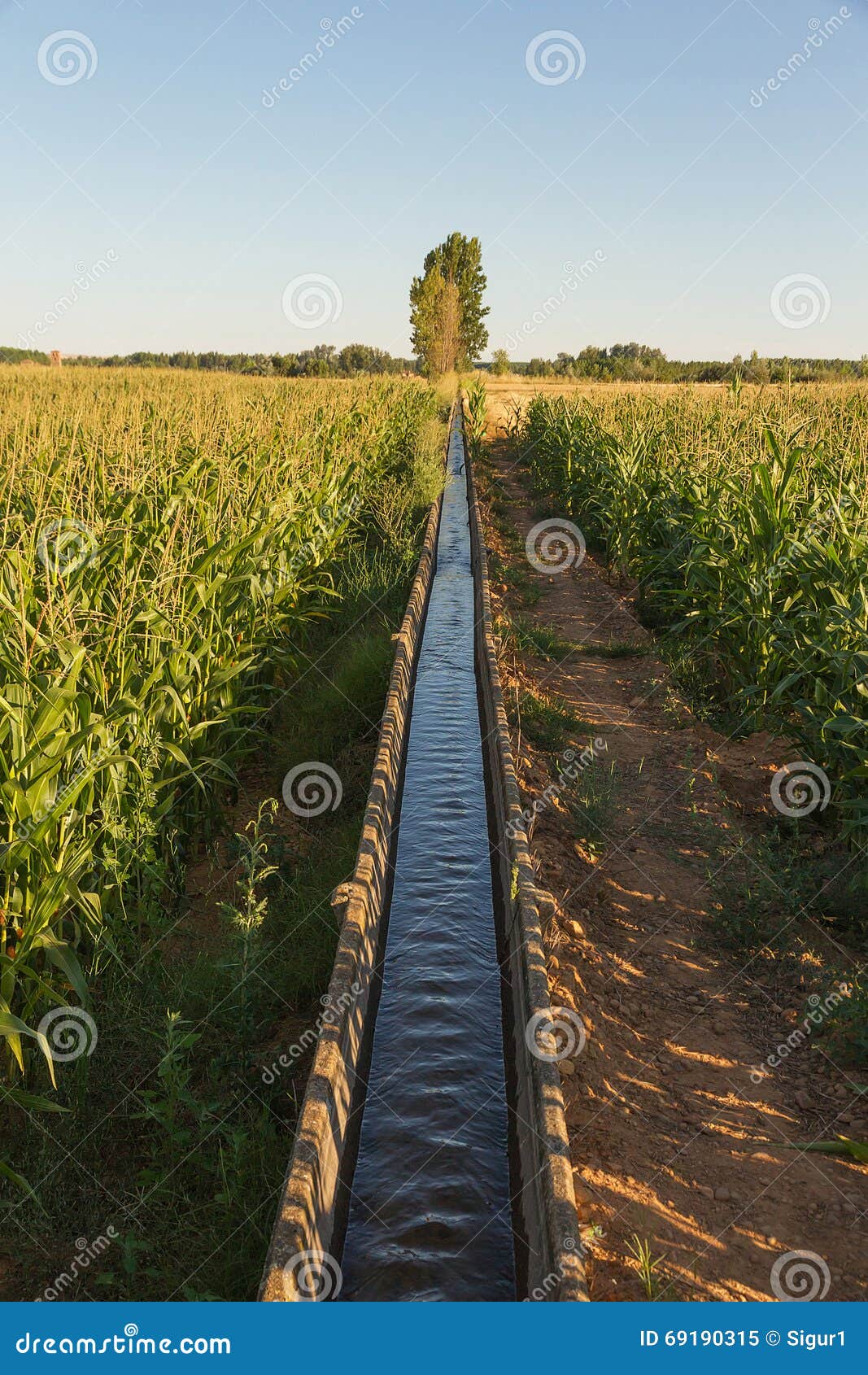 Corn Crop Irrigation stock image. Image of summer, crops - 69190315