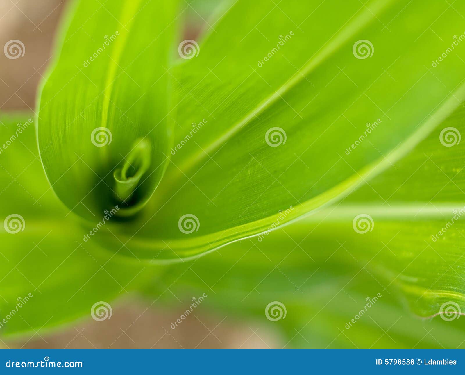 Corn crop macro stock photo. Image of macro, beauty, beautiful - 5798538