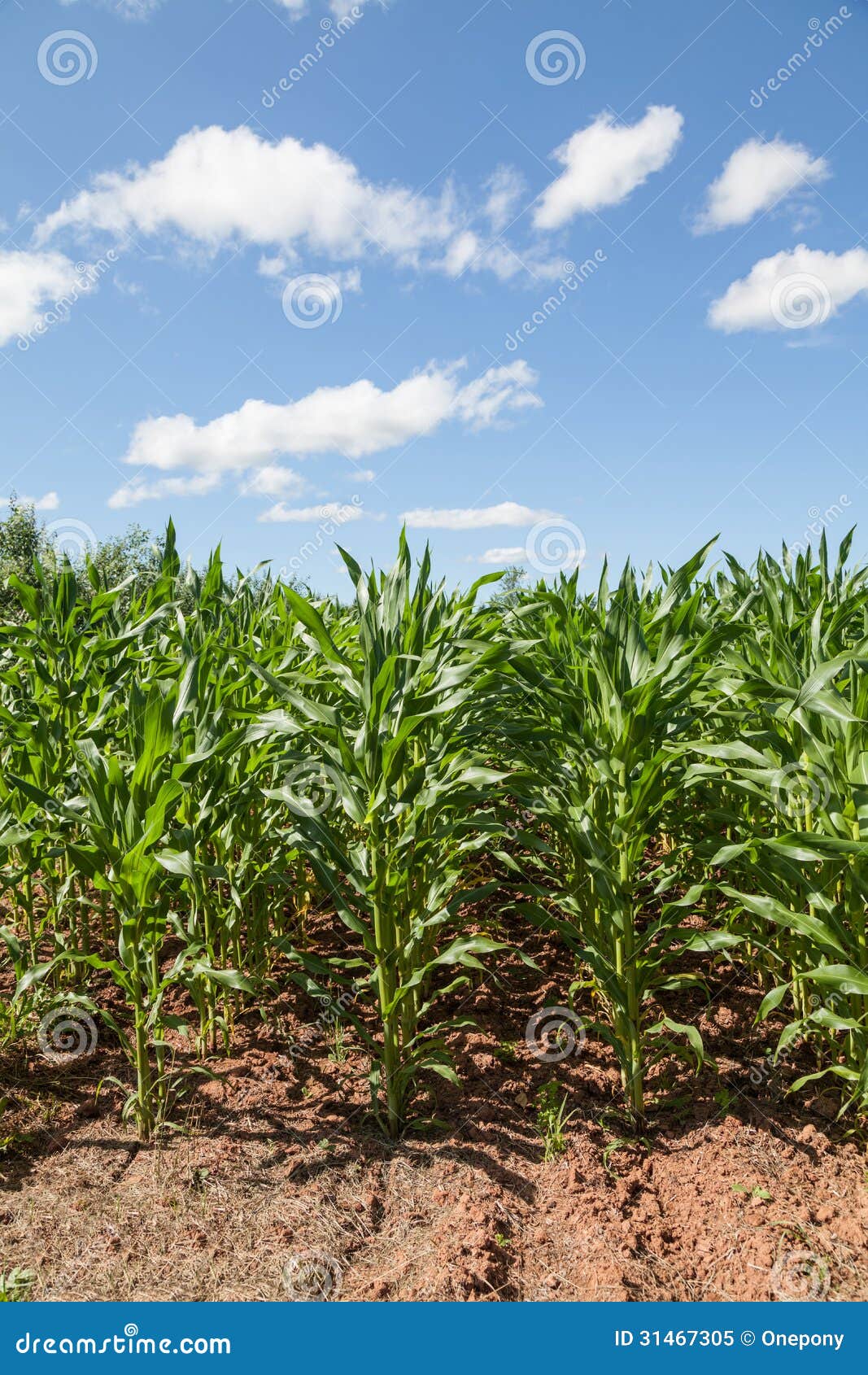Corn Crop stock image. Image of crop, soil, corncob, environment - 31467305