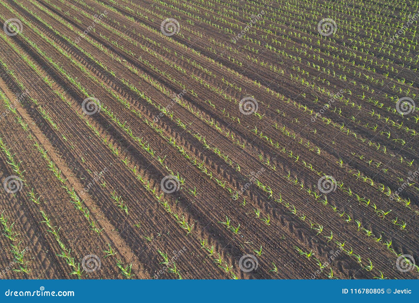 Corn crop rows in field stock image. Image of scene - 116780805