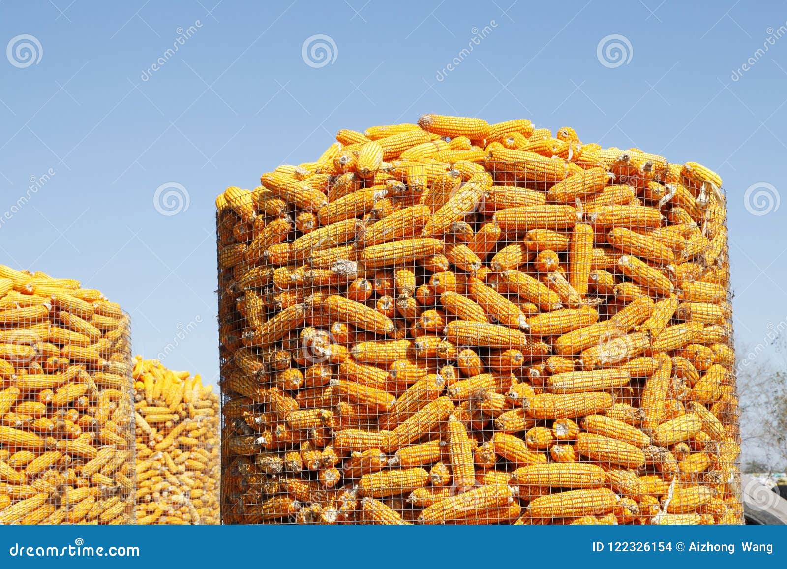 The corn crop stock photo. Image of maize, nature, yellow - 122326154