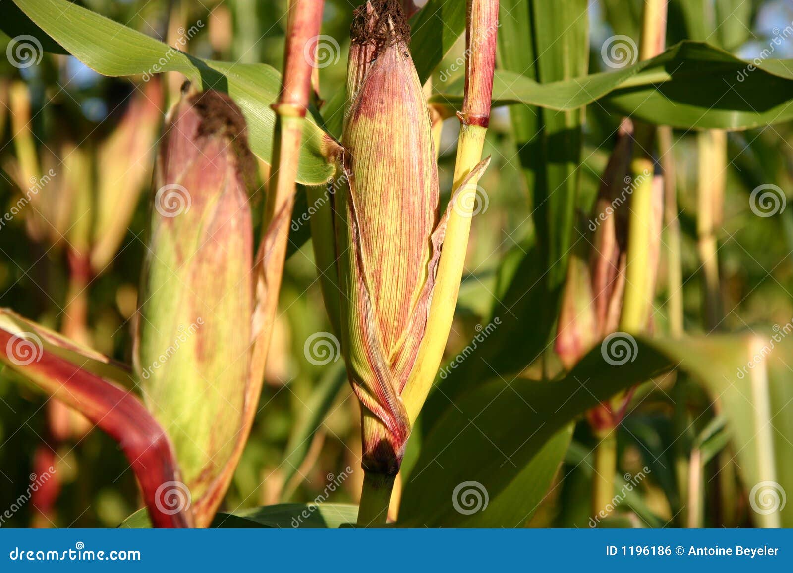 Corn crops stock photo. Image of cornfield, grown, agribusiness - 1196186