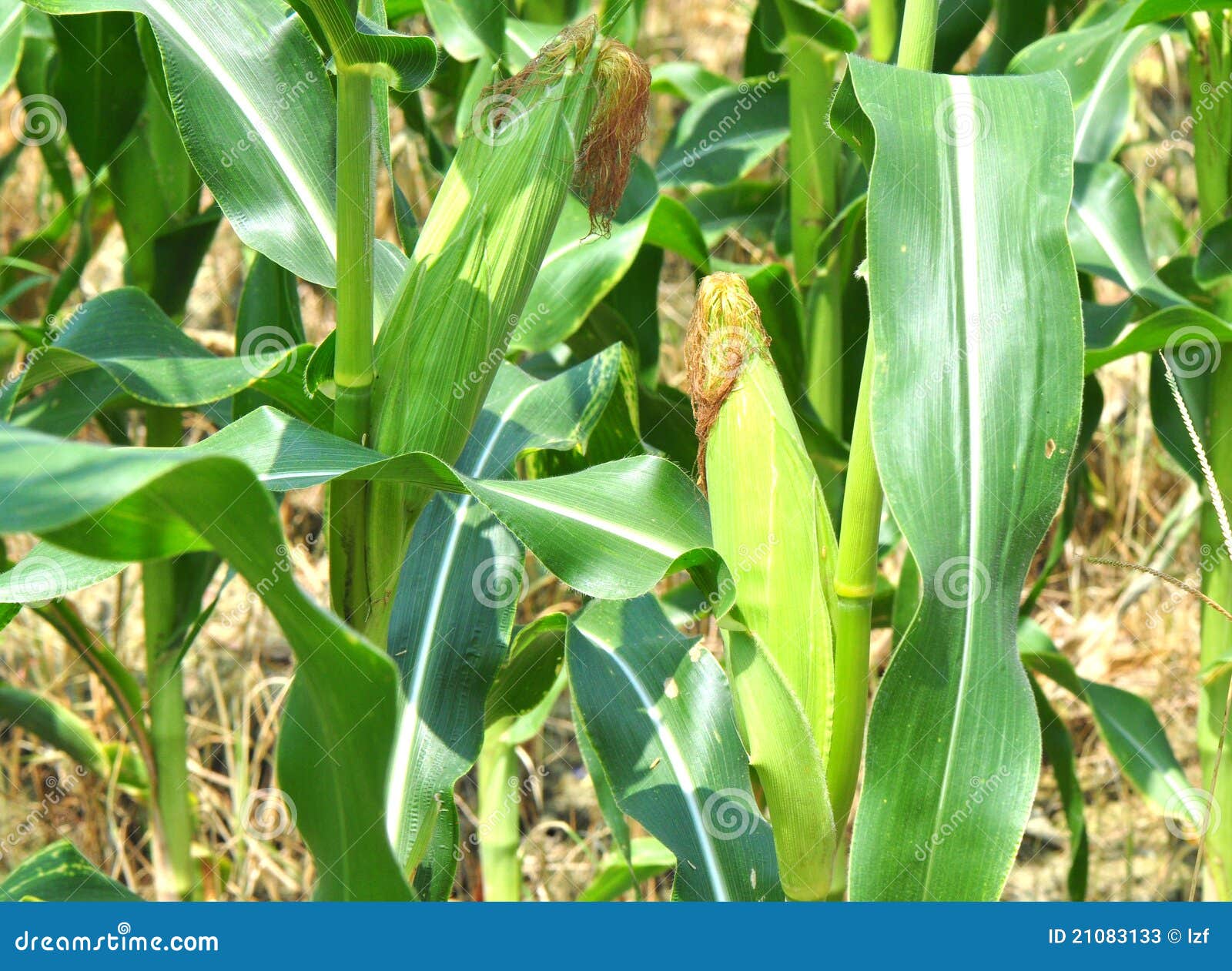 Corn crops stock image. Image of fruits, crop, cornstalk - 21083133