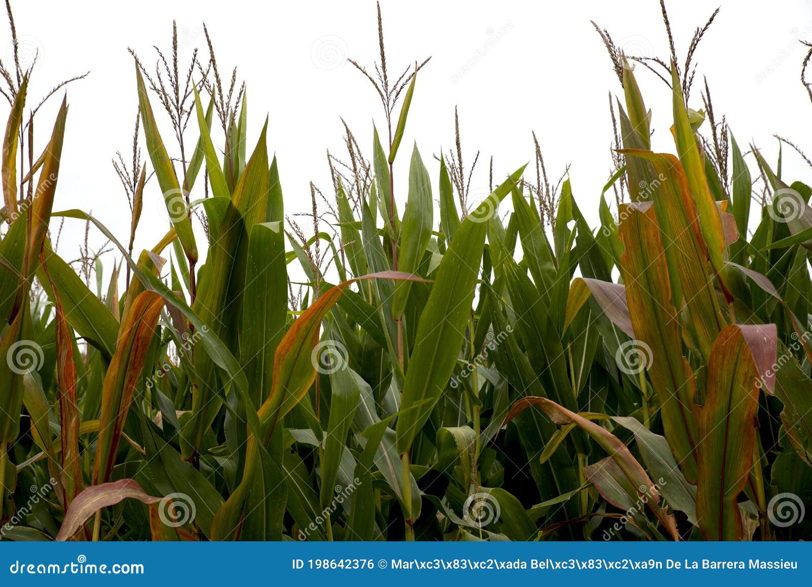 Corn Crops Close-up Crops Background. Copy Space Stock Photo - Image of ...