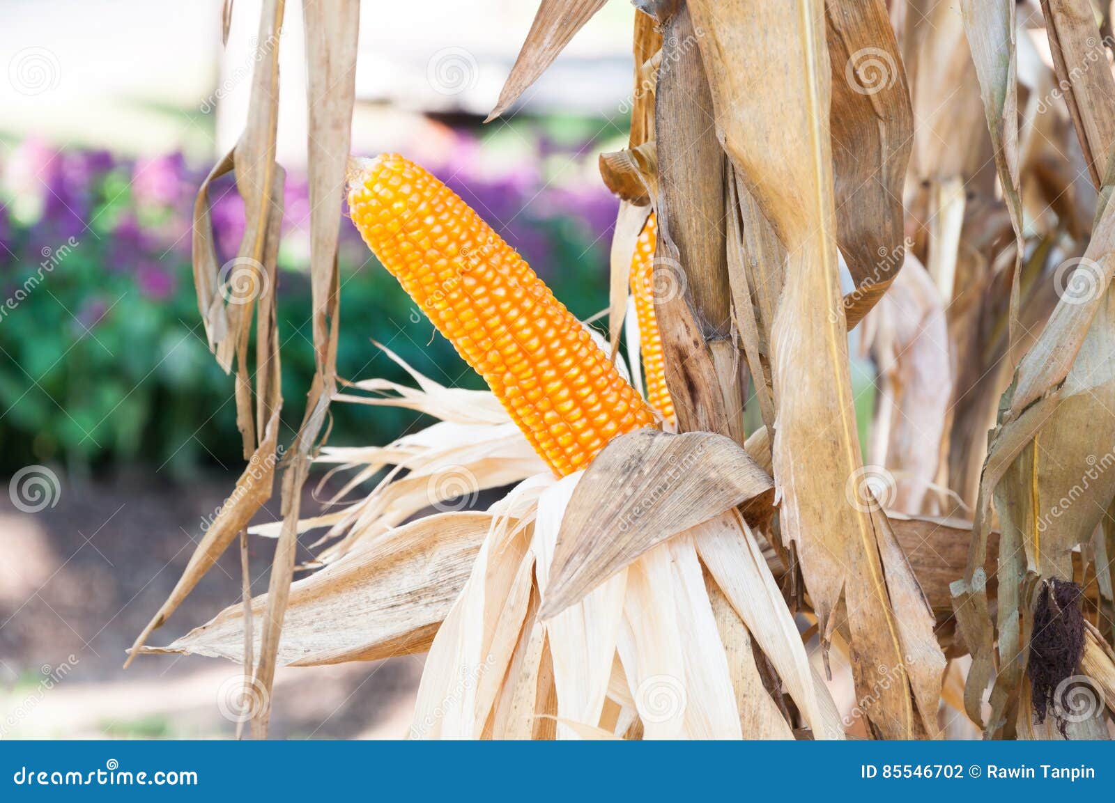 Corn Crops on Dried Corn Trees is Prompt To Harvest Stock Photo - Image ...