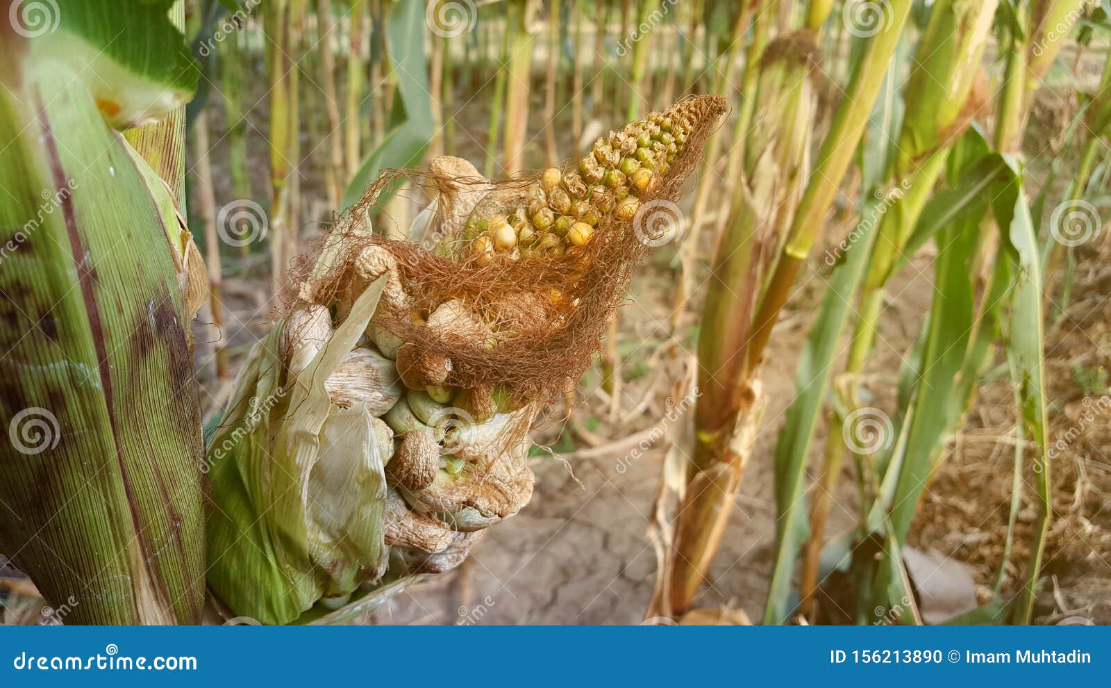 Corn Crops Fail Due To Pests and Improper Care Stock Photo - Image of ...