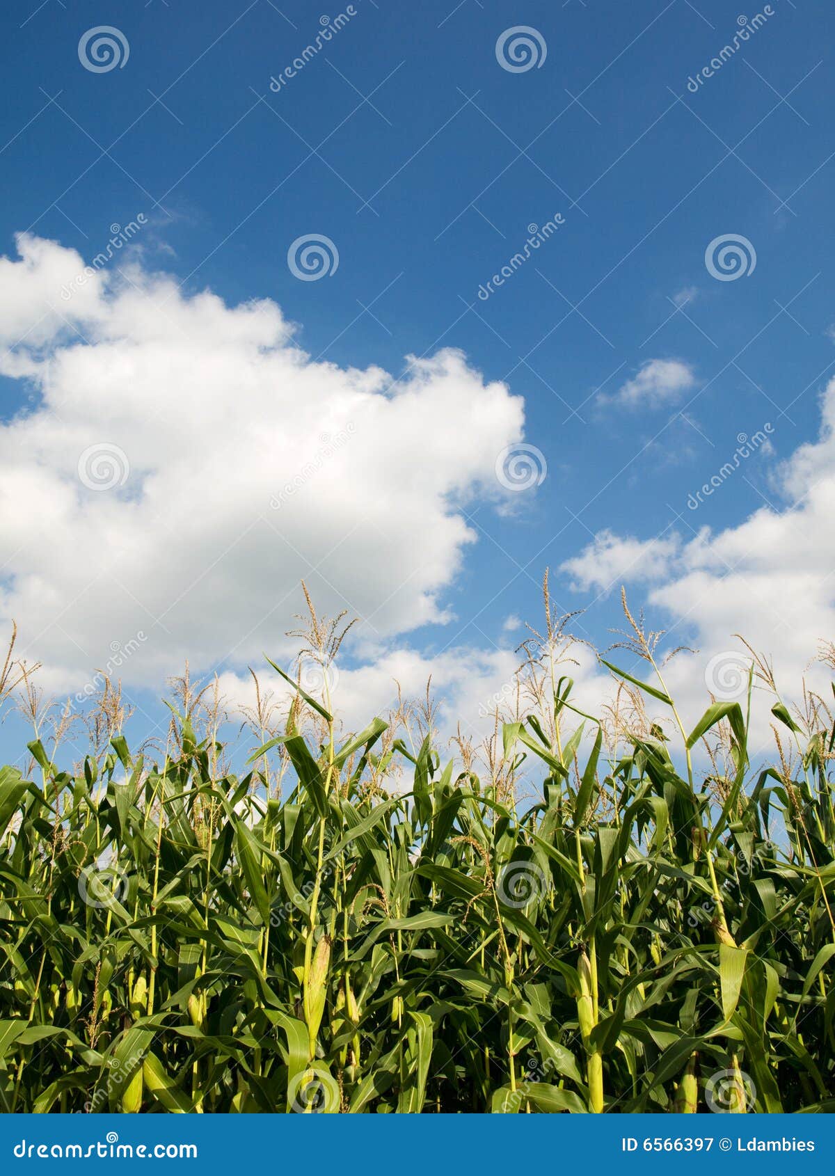 Corn crops field stock image. Image of growing, farm, field - 6566397