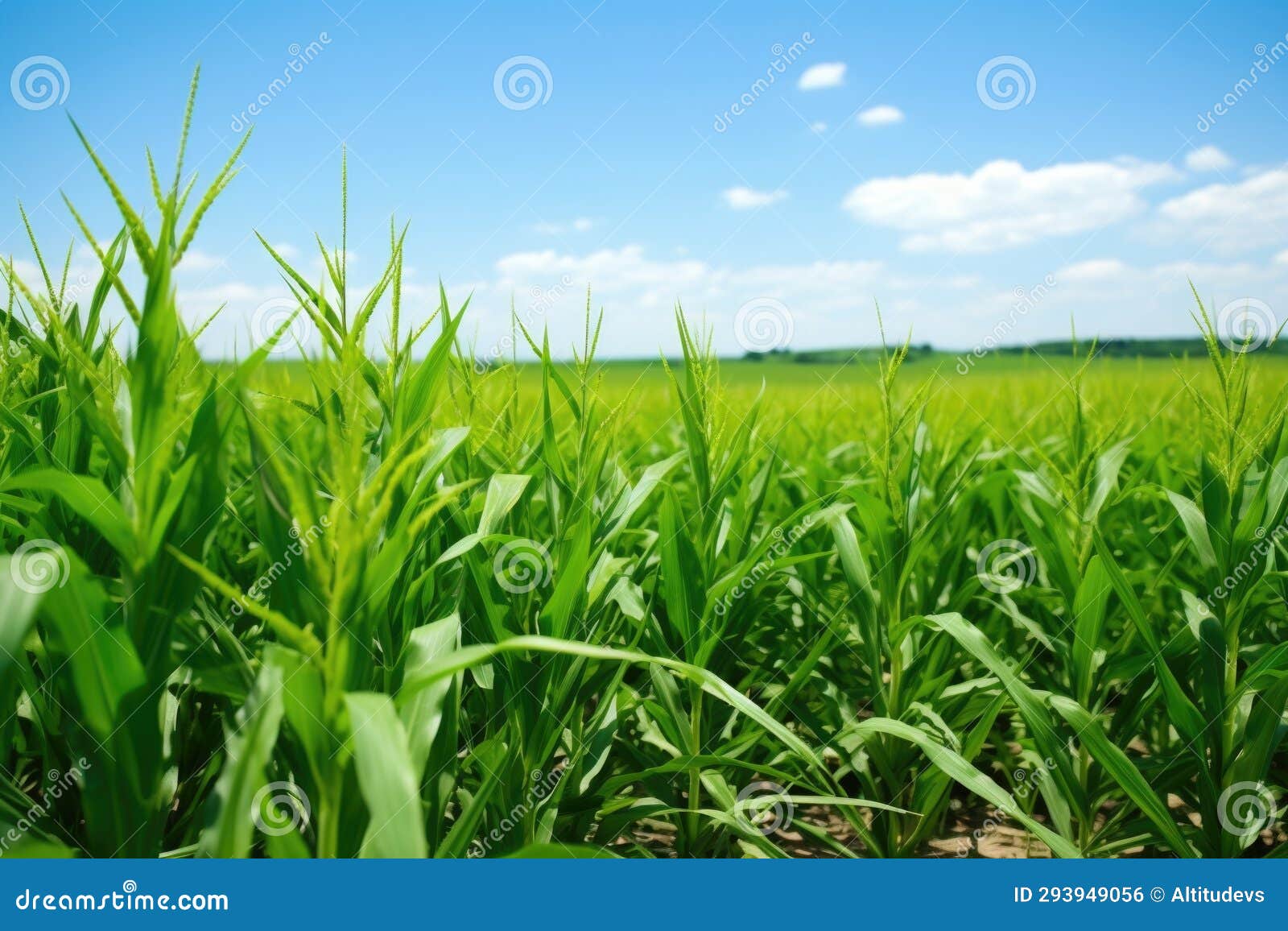 Corn Crops Field for Bioethanol Production Stock Photo - Image of crops ...