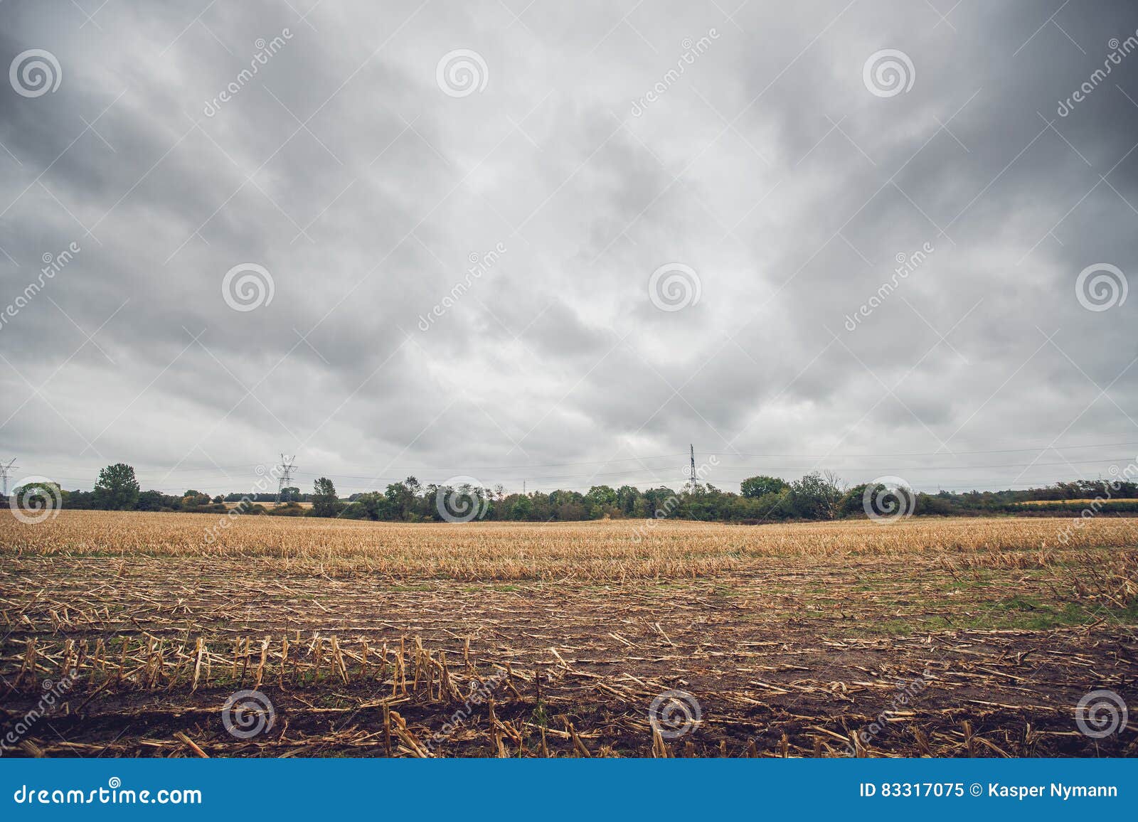 Corn Crops on a Field in the Fall Stock Image - Image of grey, outdoor ...
