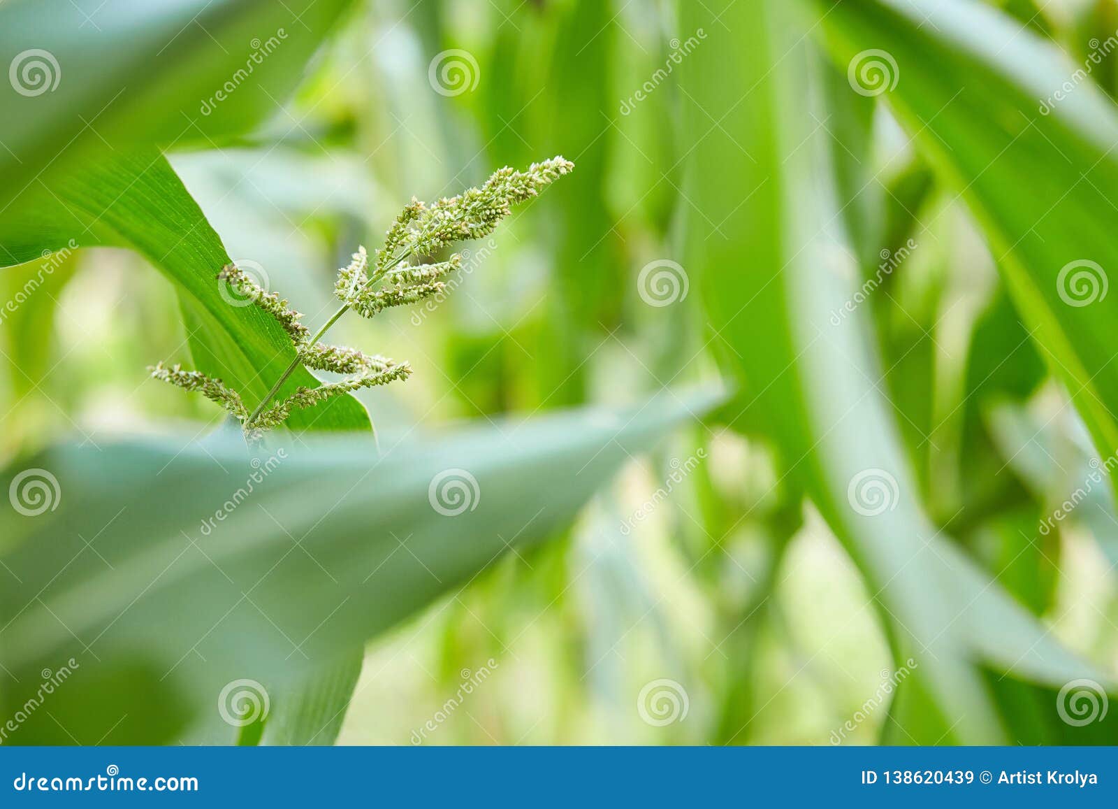Corn Crops Growing on Field. Corn Blossom Stock Image - Image of ...