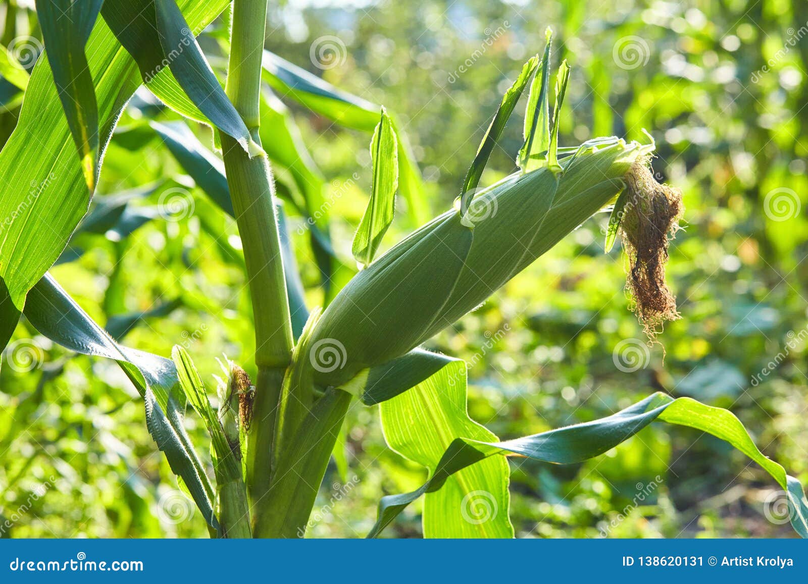 Corn Crops Growing on Field. Close Up View Stock Image - Image of ...
