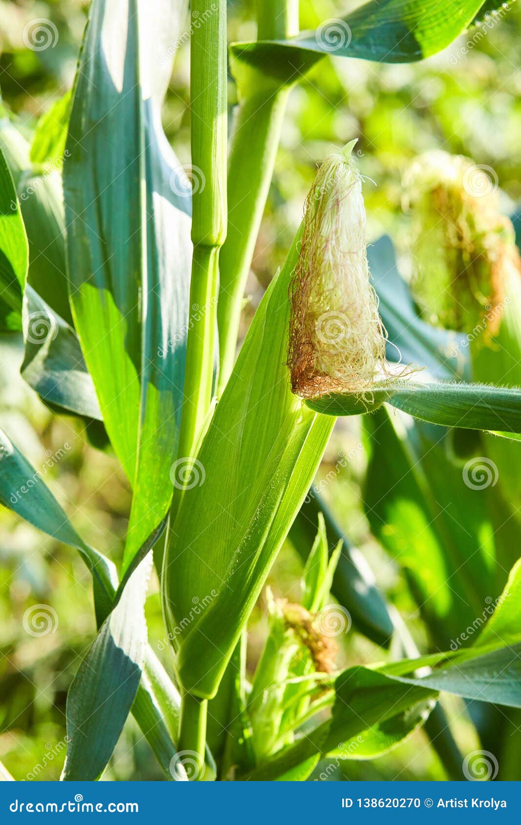 Corn Crops Growing on Field. Close Up View Stock Photo - Image of ...