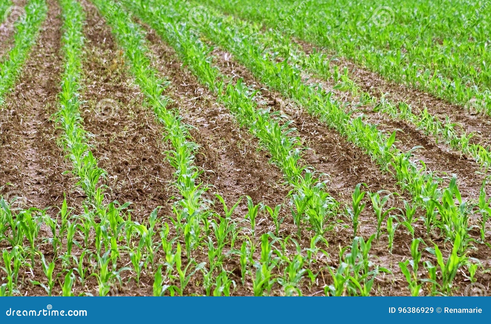 Corn Crops Growing in Rows in Farmer& X27;s Field Stock Image - Image ...