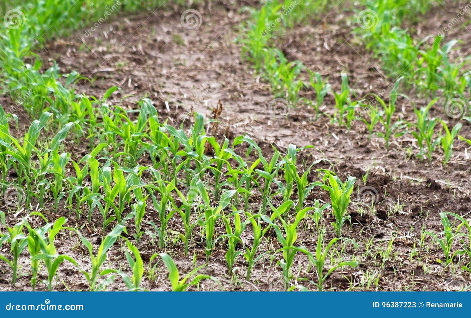 Corn Crops Growing in Rows in Farmer& X27;s Field Stock Image - Image ...