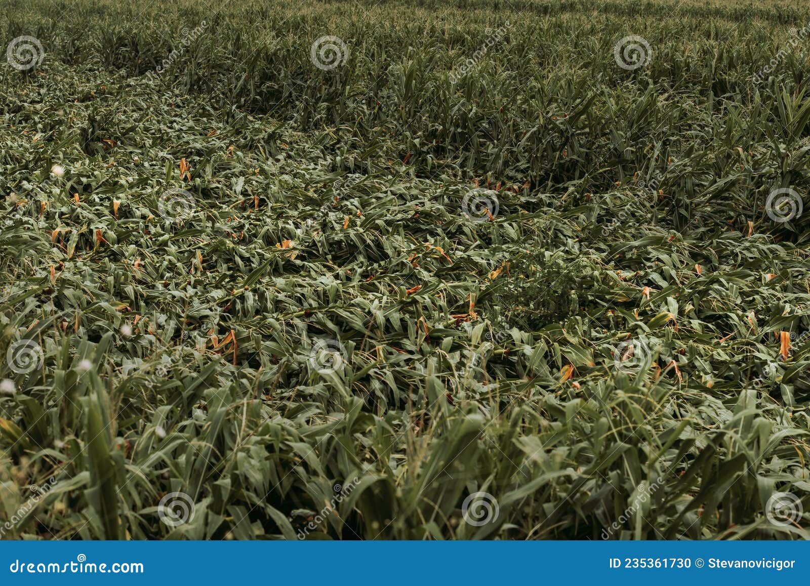 Corn Crops with Knocked Over Bent Stem after Severe Wind Storm in Field ...