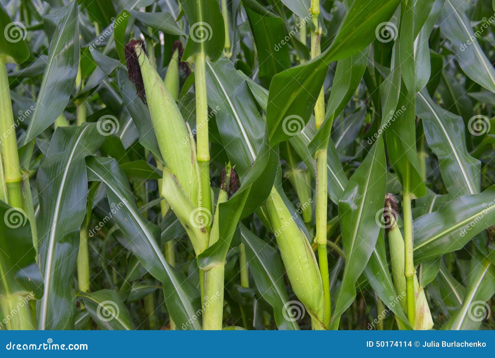Corn crops stock photo. Image of organic, rural, corn - 50174114
