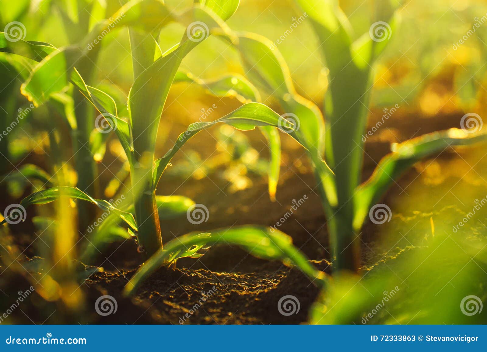 Corn crops in sunset stock image. Image of agriculture - 72333863