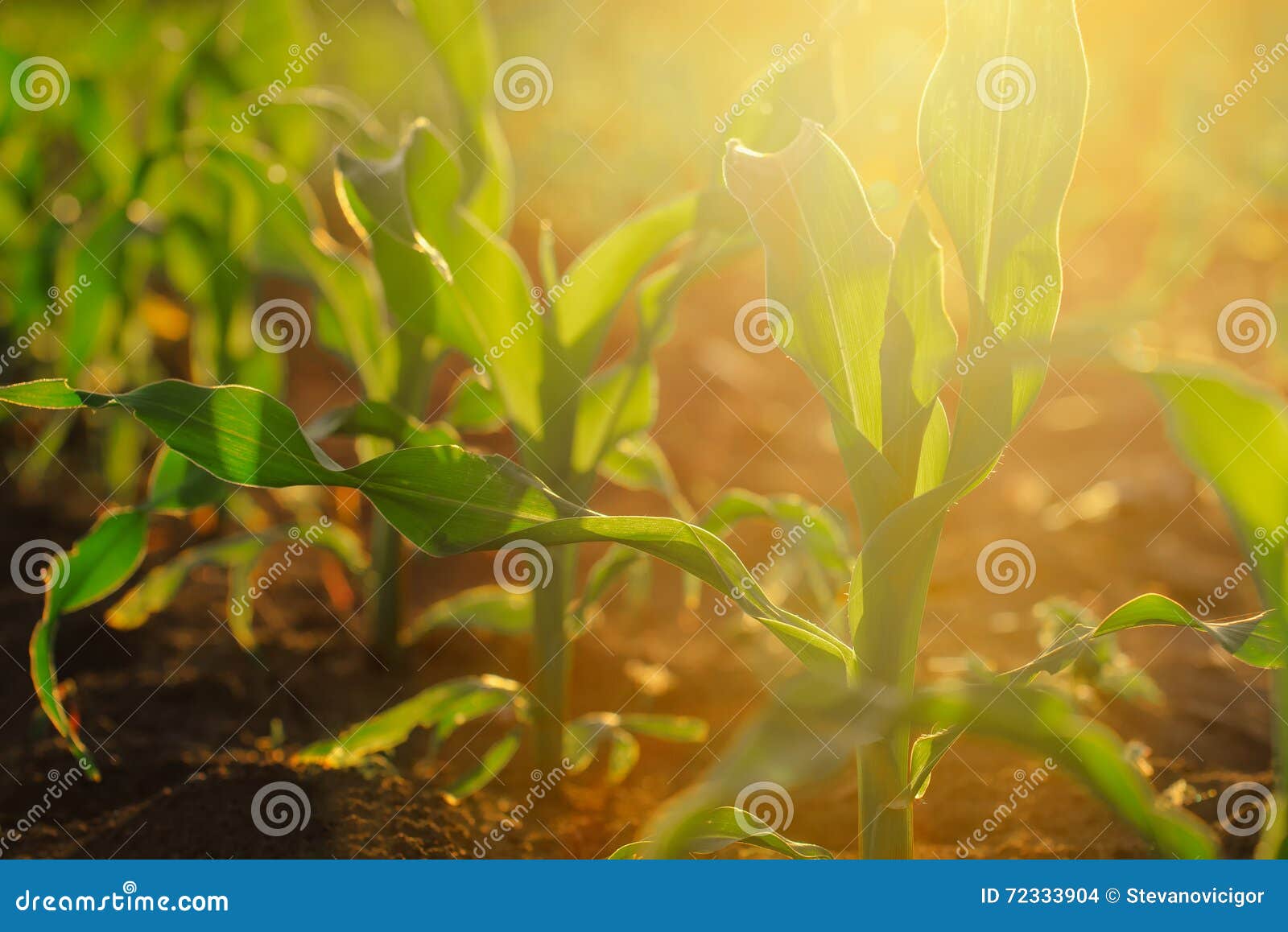 Corn crops in sunset stock photo. Image of production - 72333904