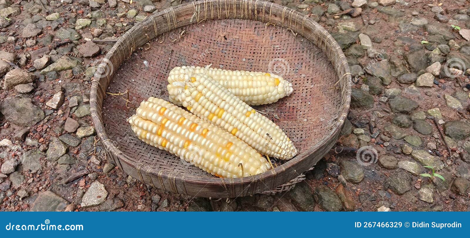 Corn crystal stock image. Image of corn, baking, container - 267466329