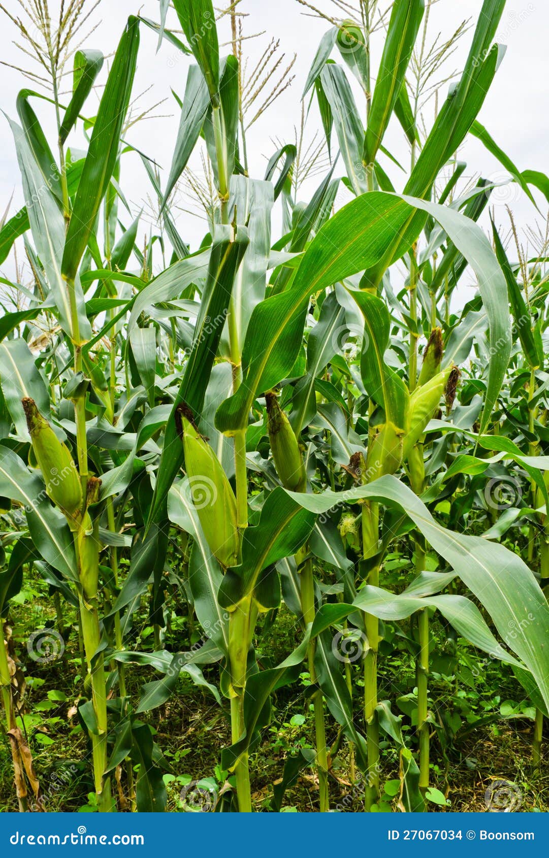 Corn cultivation stock photo. Image of field, plant, outdoor - 27067034