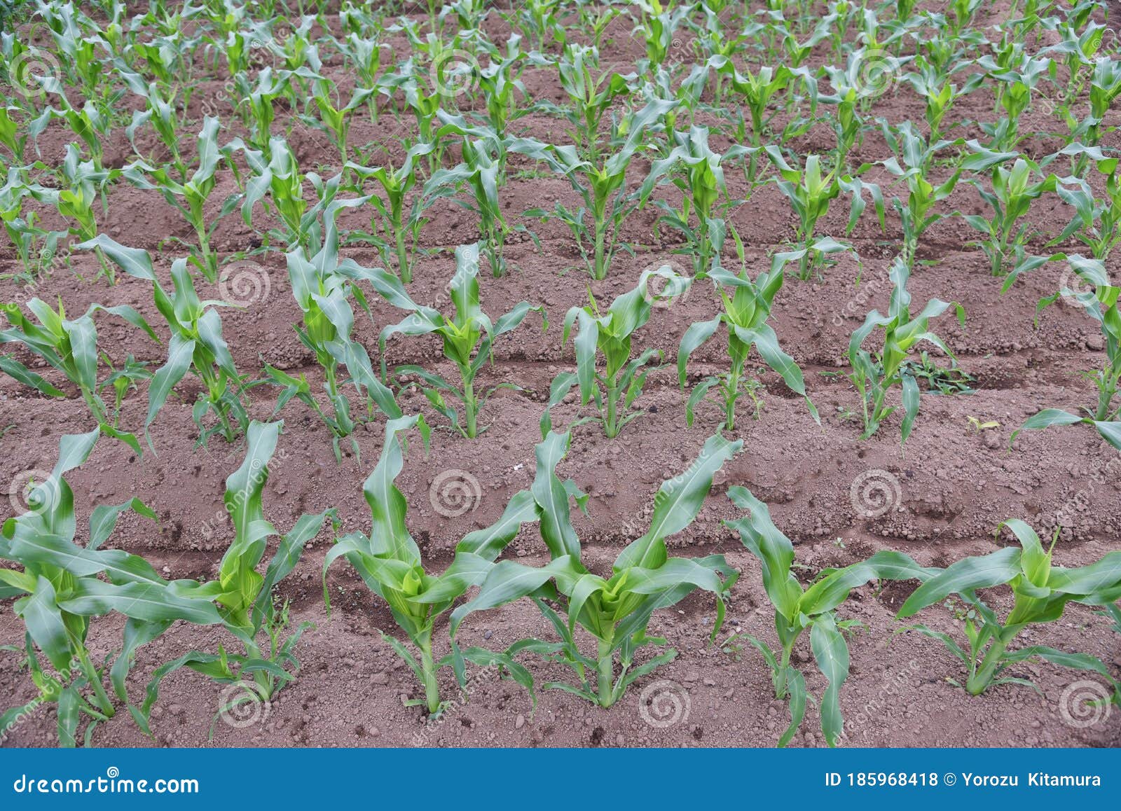 The corn cultivation stock photo. Image of food, healthy - 185968418