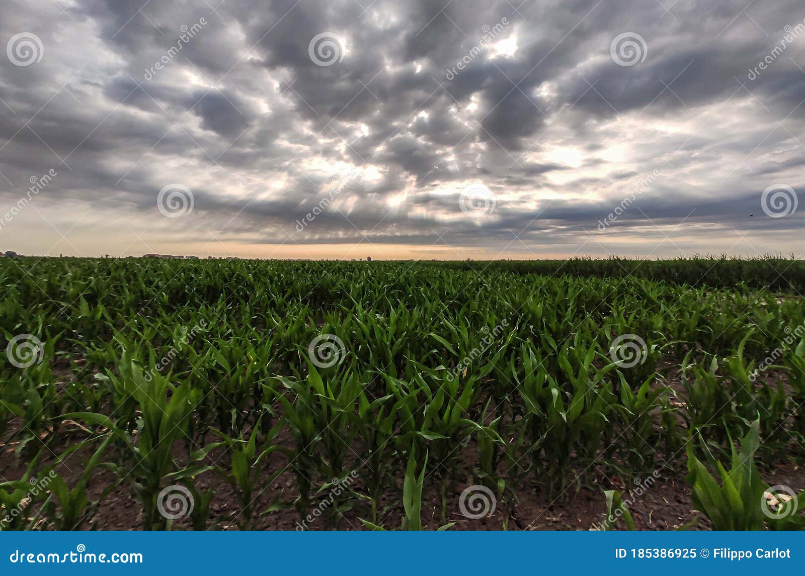 Corn Cultivation in Italy 6 Stock Image - Image of crop, harvest: 185386925