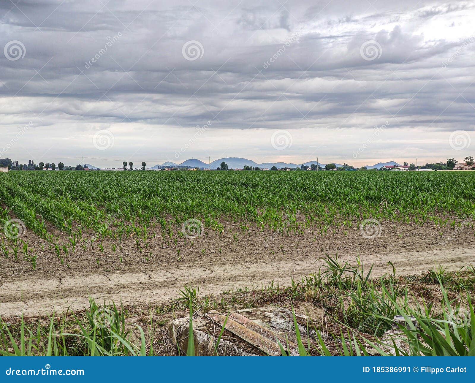 Corn Cultivation in Italy 2 Stock Image - Image of background, green ...