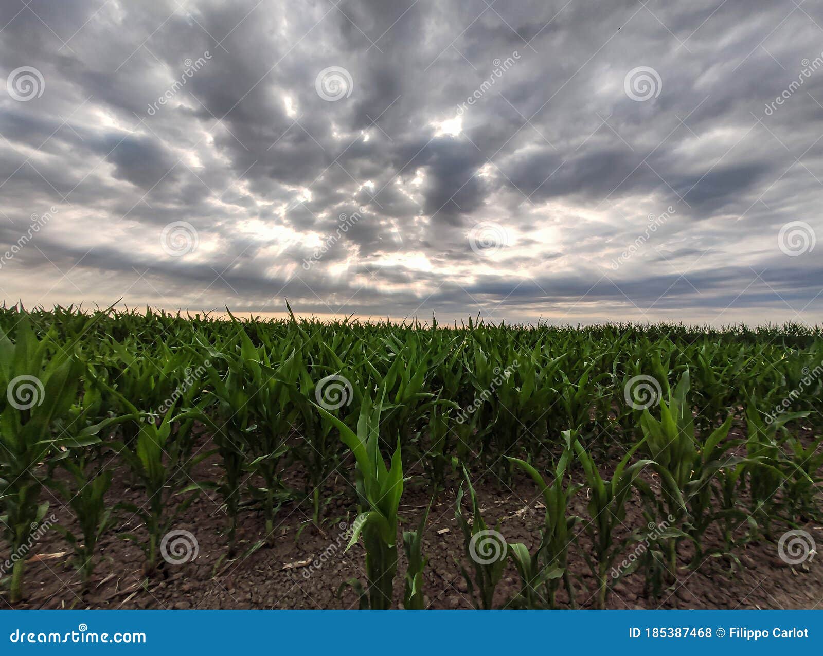 Corn Cultivation in Italy 7 Stock Photo - Image of green, environment ...
