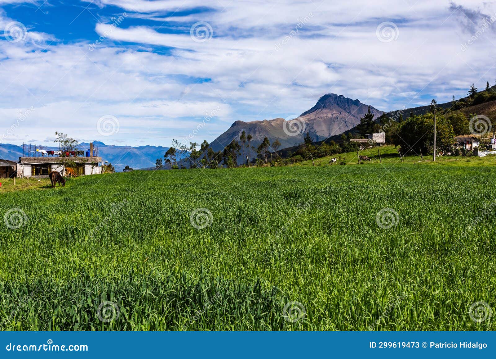 Corn Cultivation and Imbabura Volcano Stock Image - Image of andean ...
