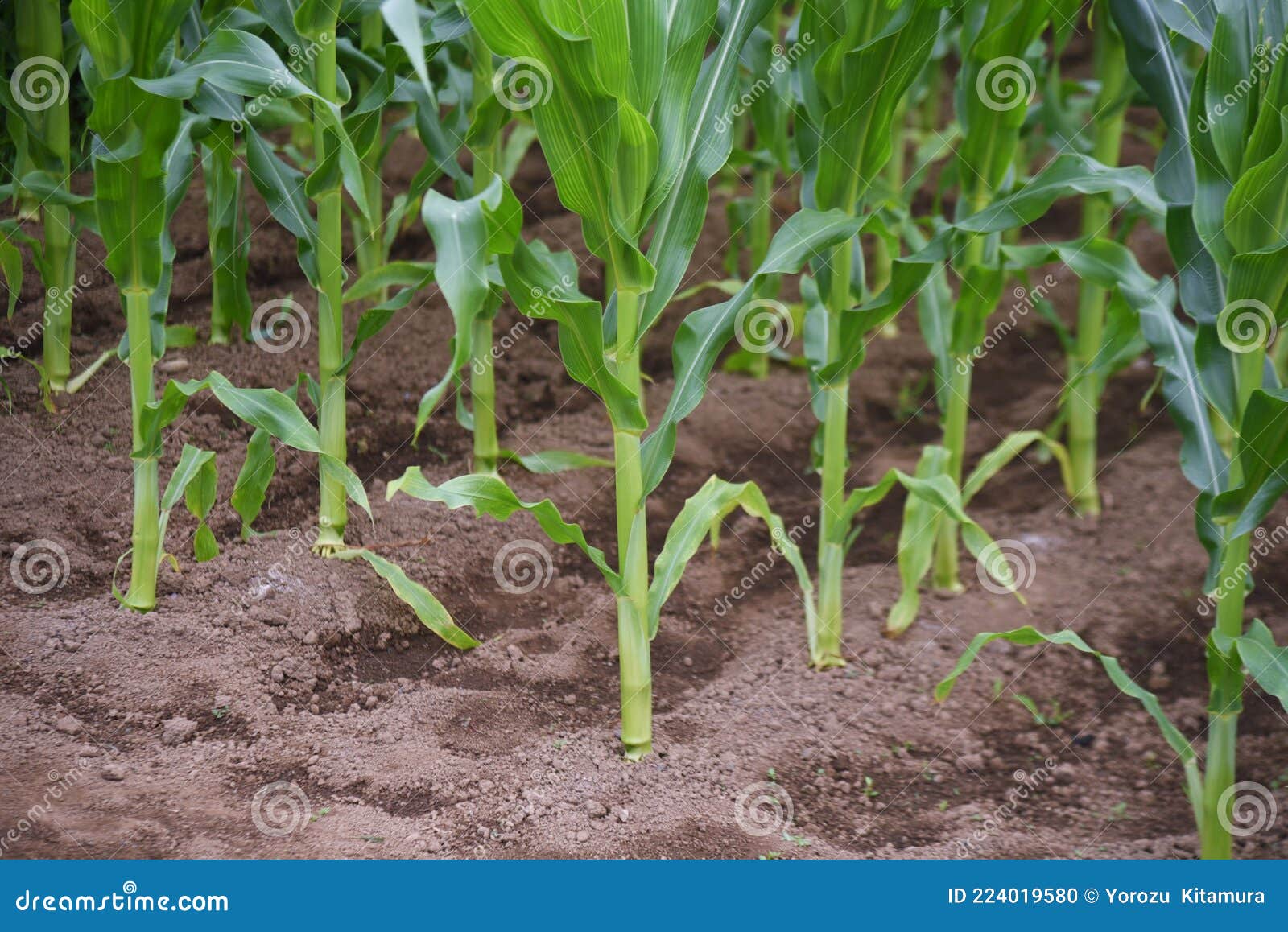 Corn Cultivation and Its Growth. Stock Photo - Image of corn, nature ...