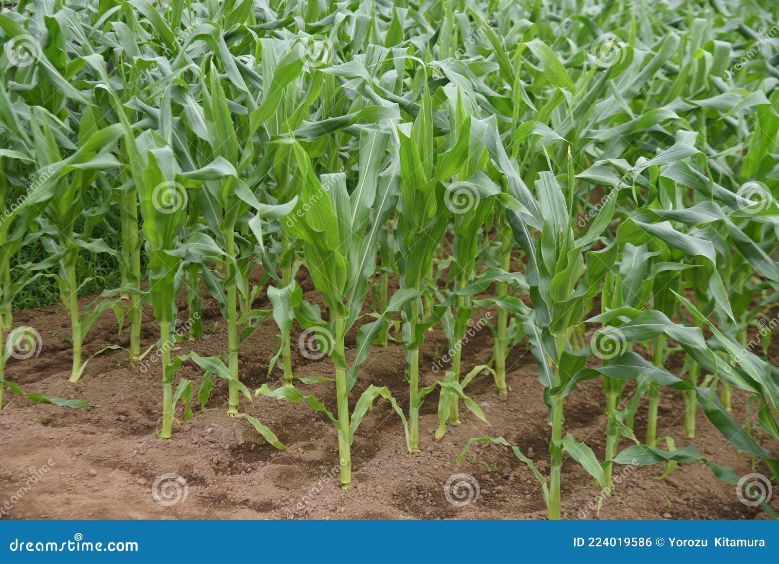 Corn Cultivation and Its Growth. Stock Photo - Image of countryside ...