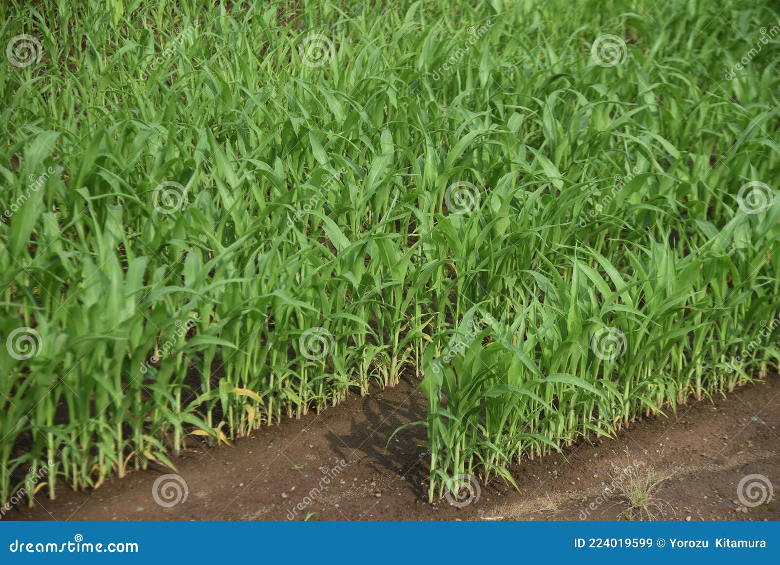 Corn Cultivation and Its Growth. Stock Image - Image of grow, crop ...