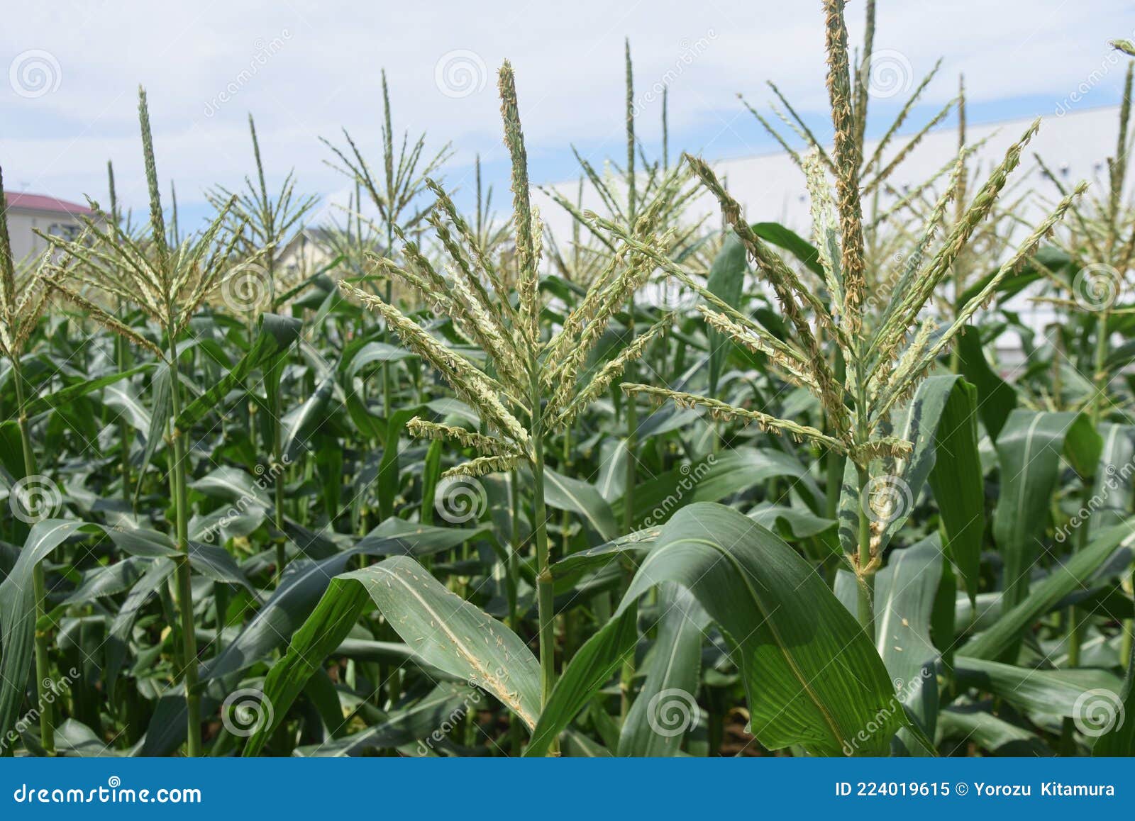 Corn Cultivation and Its Growth. Stock Image - Image of grain ...