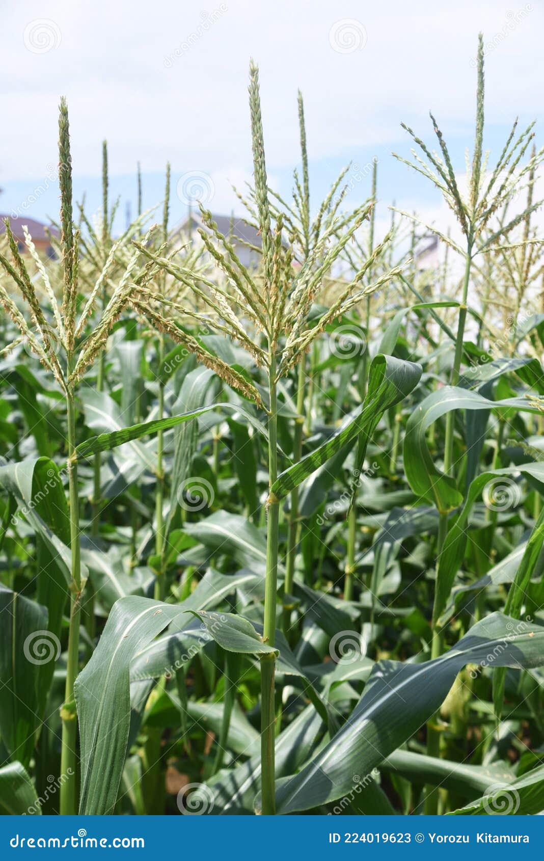 Corn Cultivation and Its Growth. Stock Image - Image of industry ...