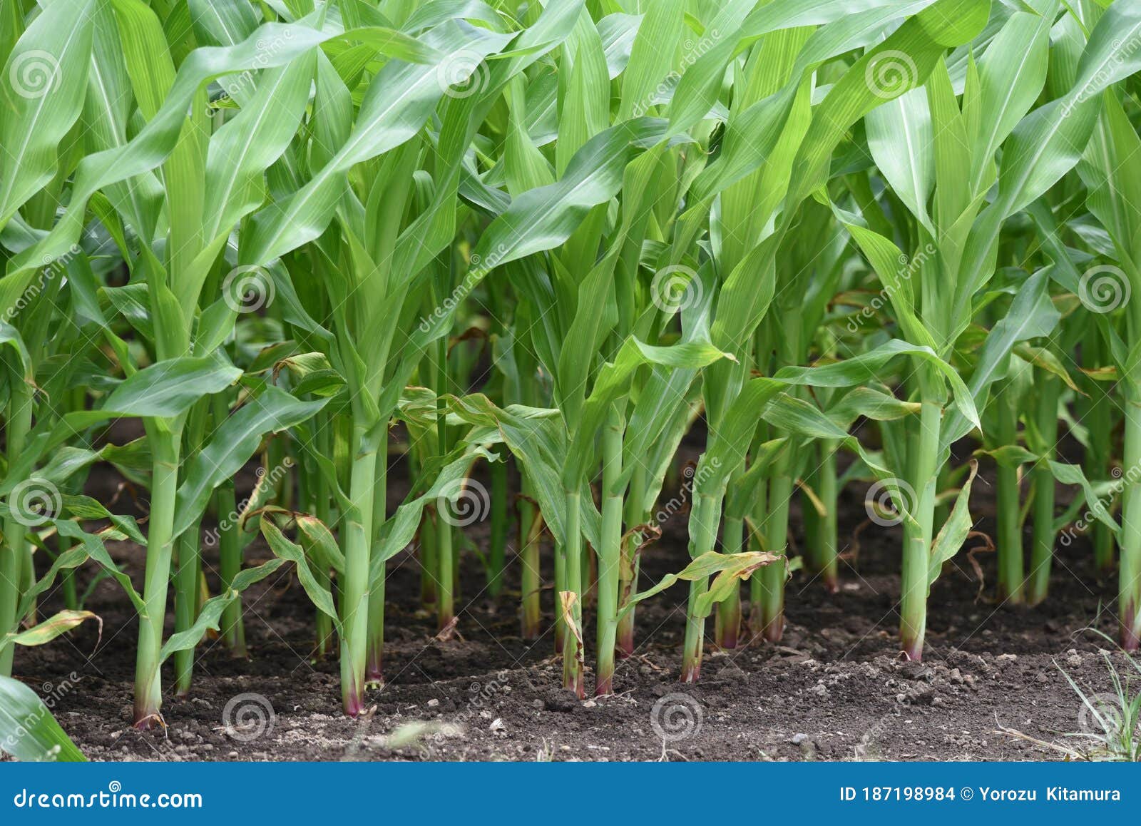 The corn cultivation stock photo. Image of food, color - 187198984