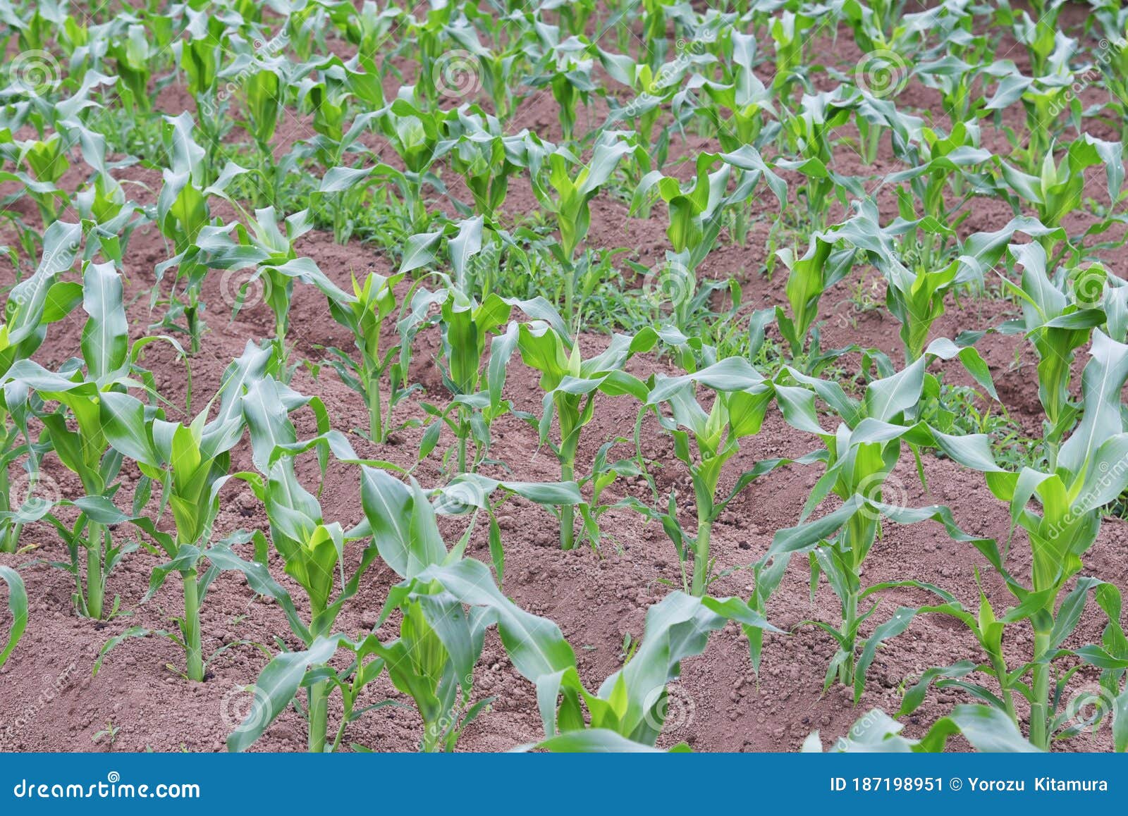 The corn cultivation stock image. Image of crop, garden - 187198951