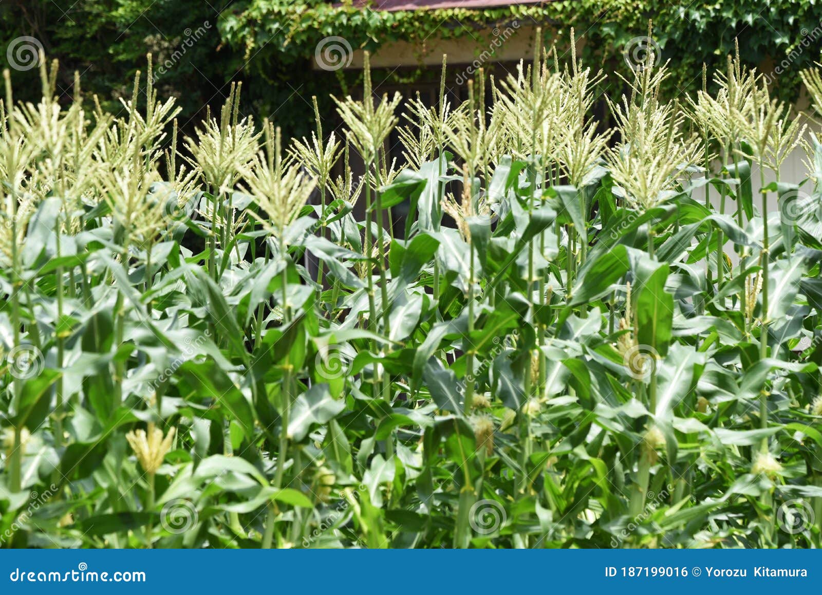 The corn cultivation stock photo. Image of freshness - 187199016