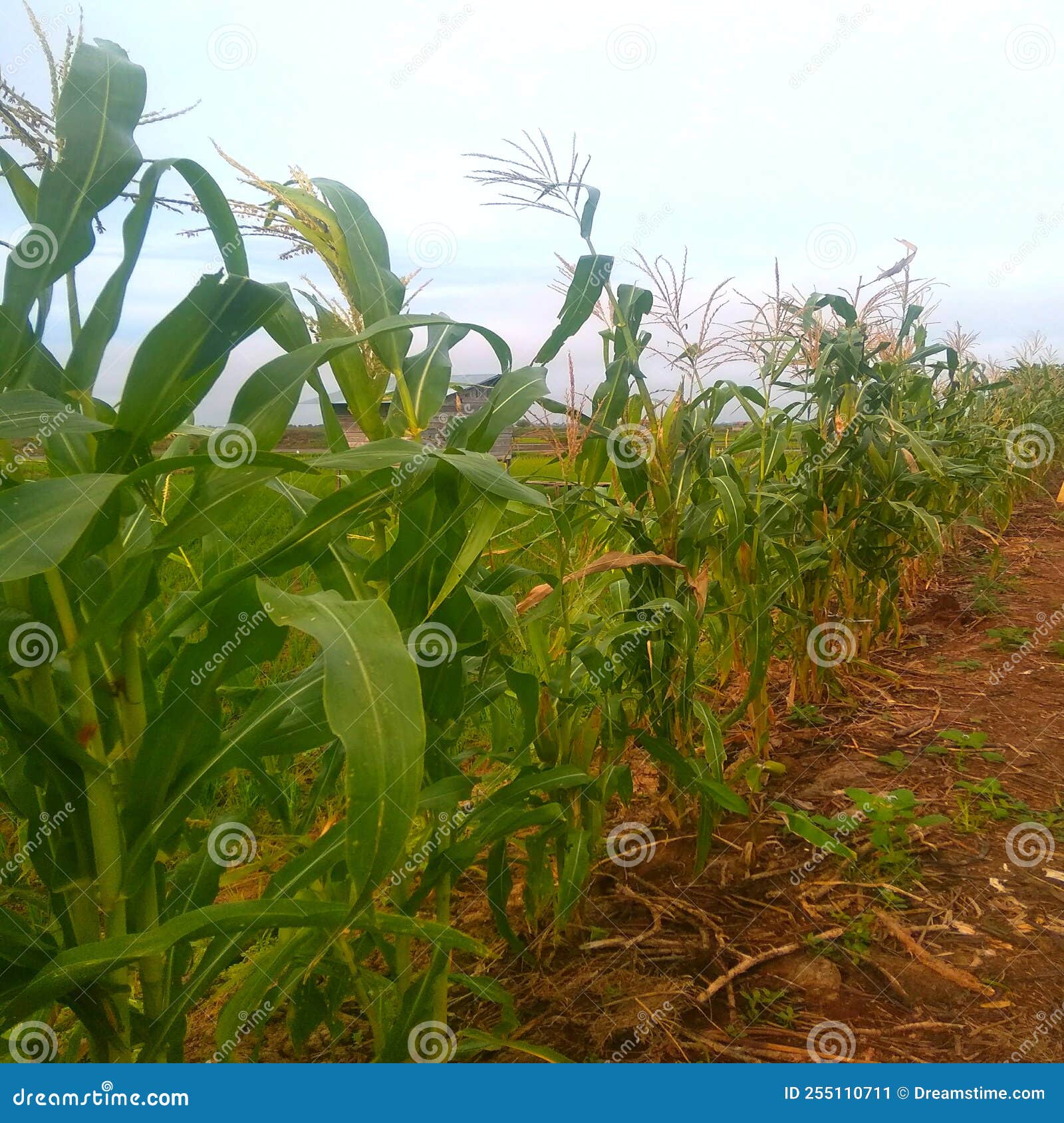 Corn Cultivation in Rice Fields Stock Image - Image of flower, corn ...