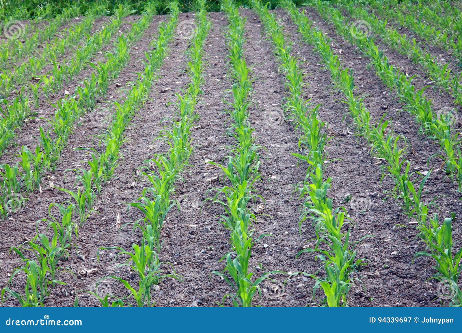 Corn culture in rows stock image. Image of food, crop - 94339697
