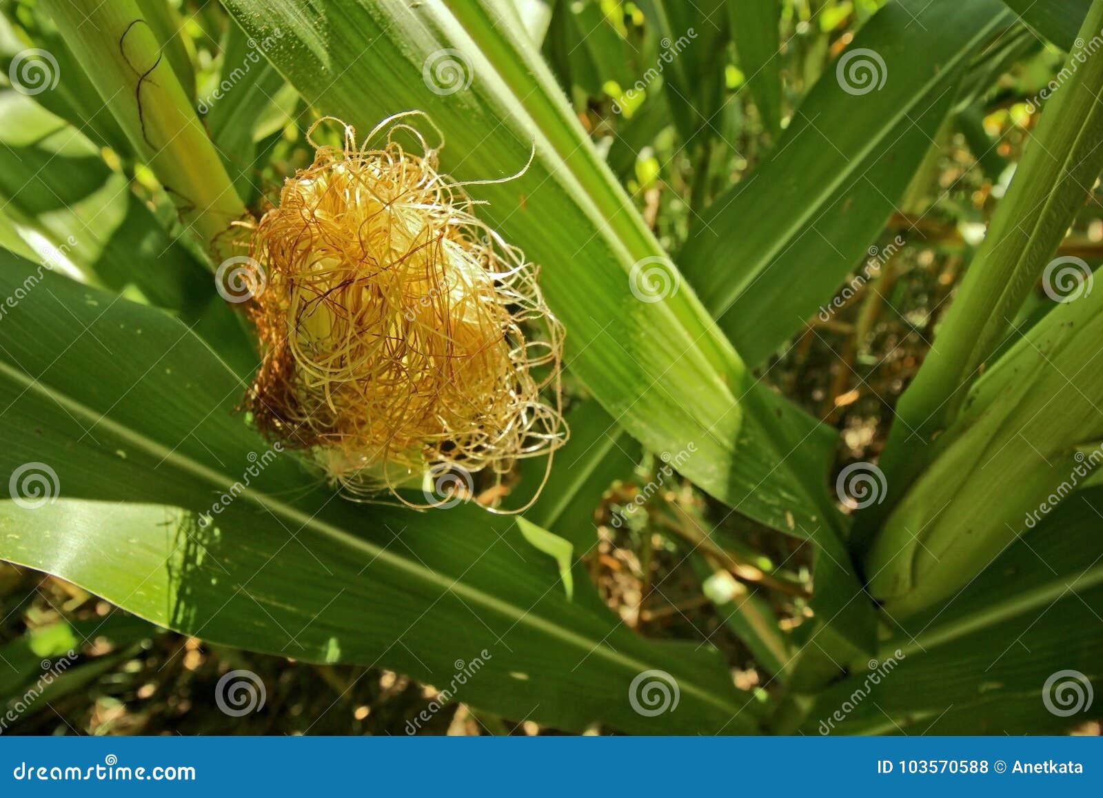 Corn curve in a corn field stock photo. Image of healthy - 103570588