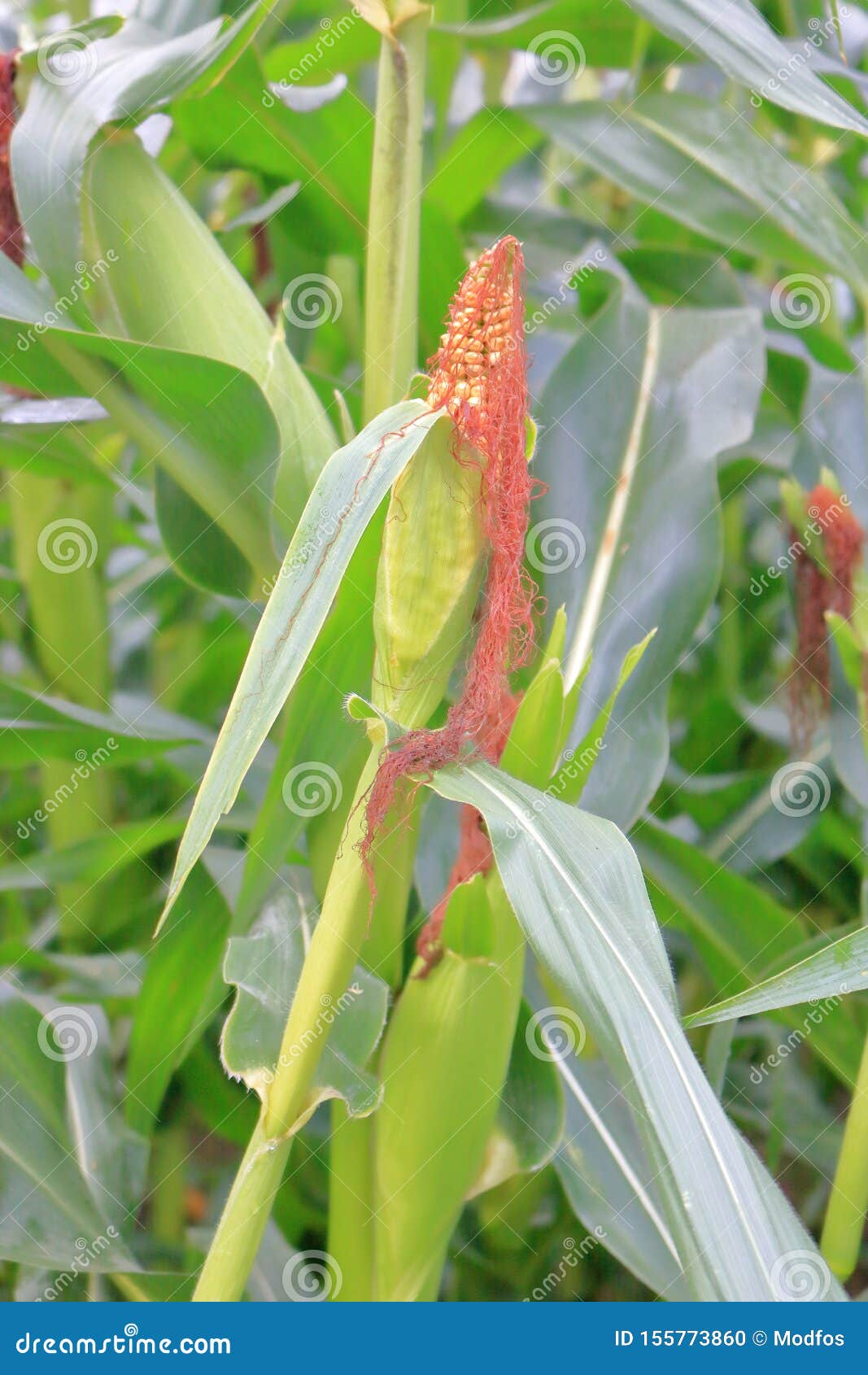 Corn Damage and Ear Rot stock photo. Image of infested - 155773860