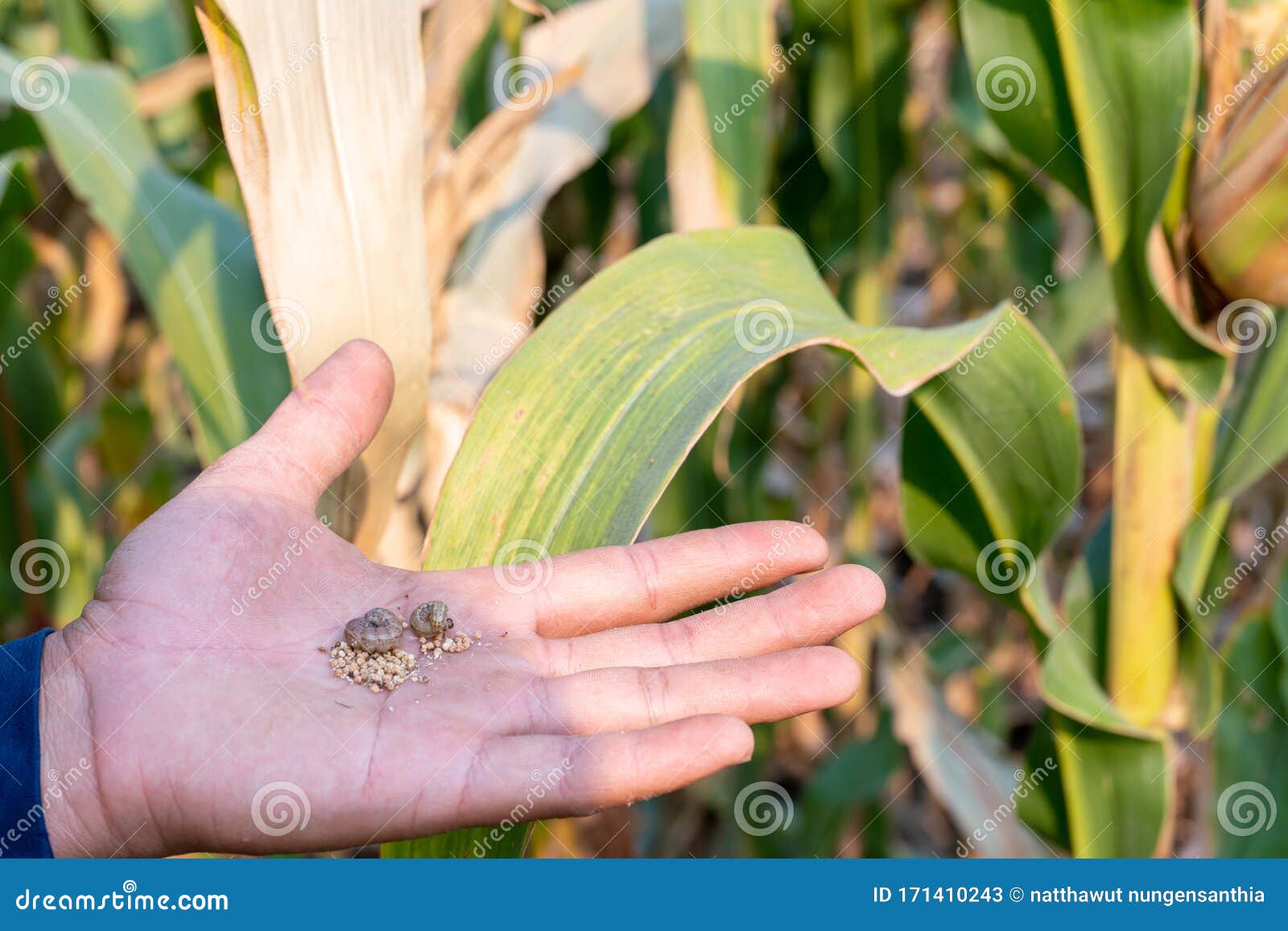 Corn Damage by Insect and Pest, Corn Damaged by Fall Armyworm ...