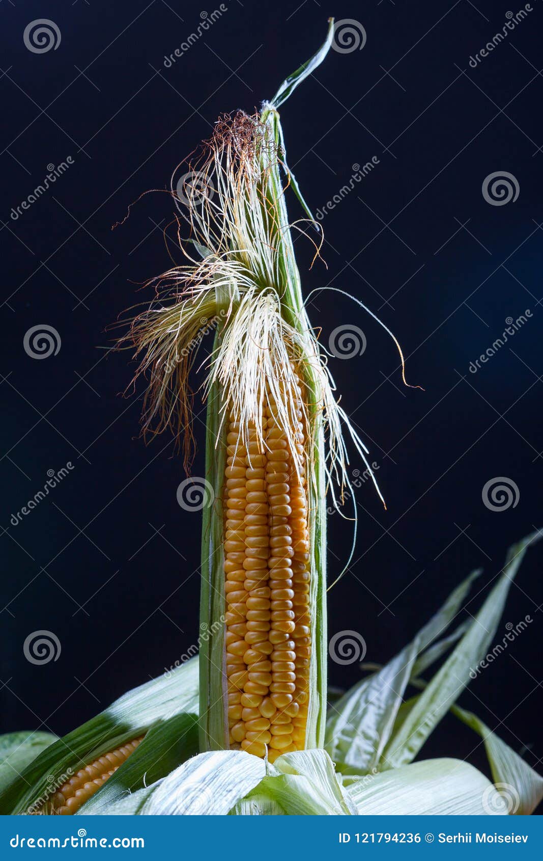 A corn dark background stock photo. Image of grain, farm - 121794236