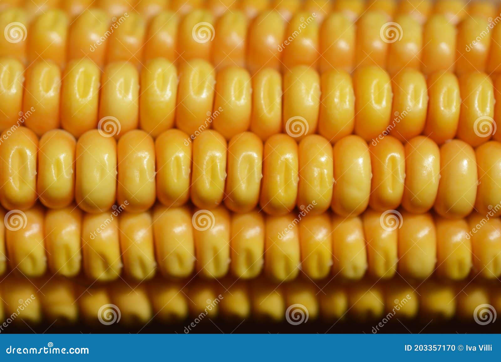 Corn detail stock photo. Image of macro, harvest, agriculture - 203357170
