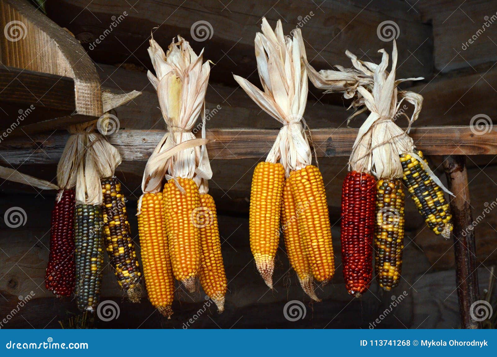 Corn different colors stock photo. Image of husk, crop - 113741268