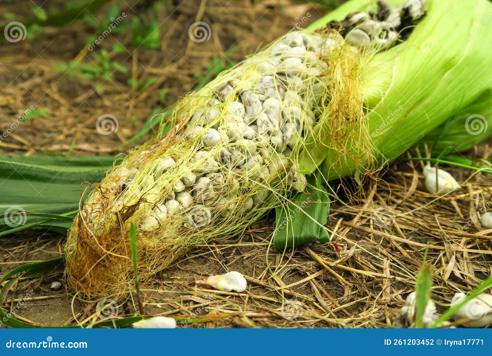 Spoiled Corn Grows in a Cornfield Stock Photo - Image of affected ...